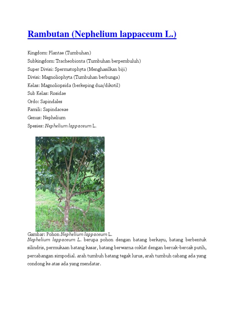 Klasifikasi Pohon Rambutan | PDF