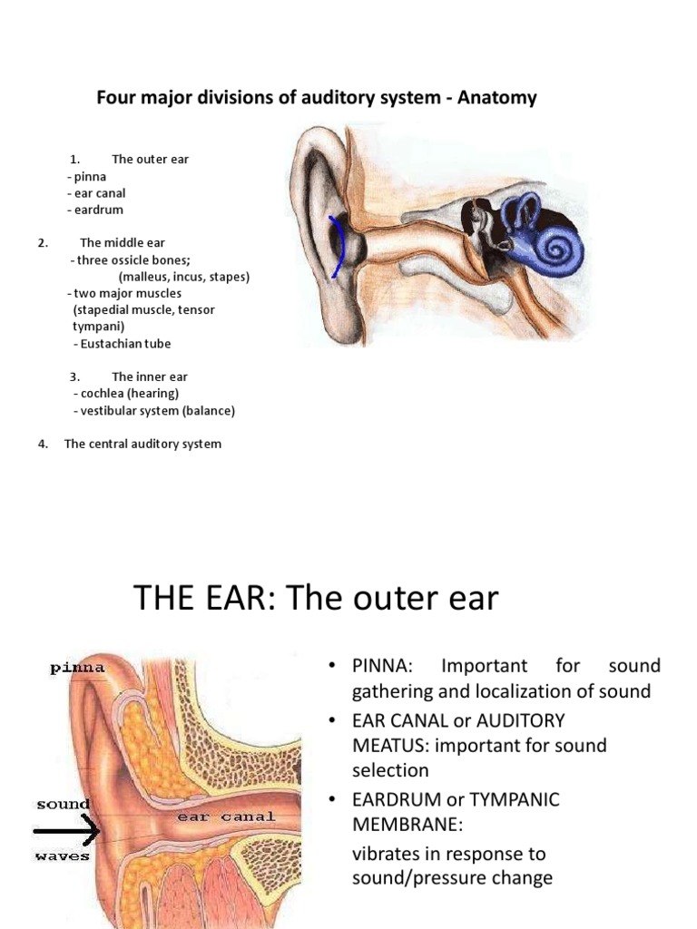 Four Major Divisions of Auditory System - Anatomy | PDF | Ear ...