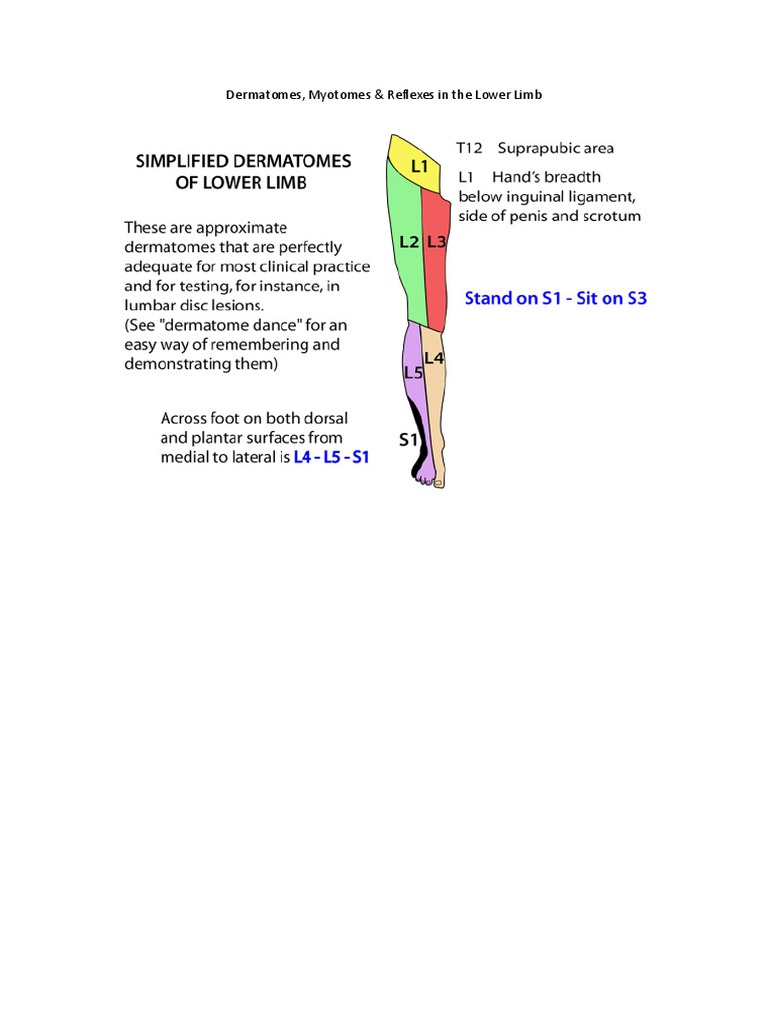 Dermatomes, Myotomes & Reflexes in The Lower Limb | PDF