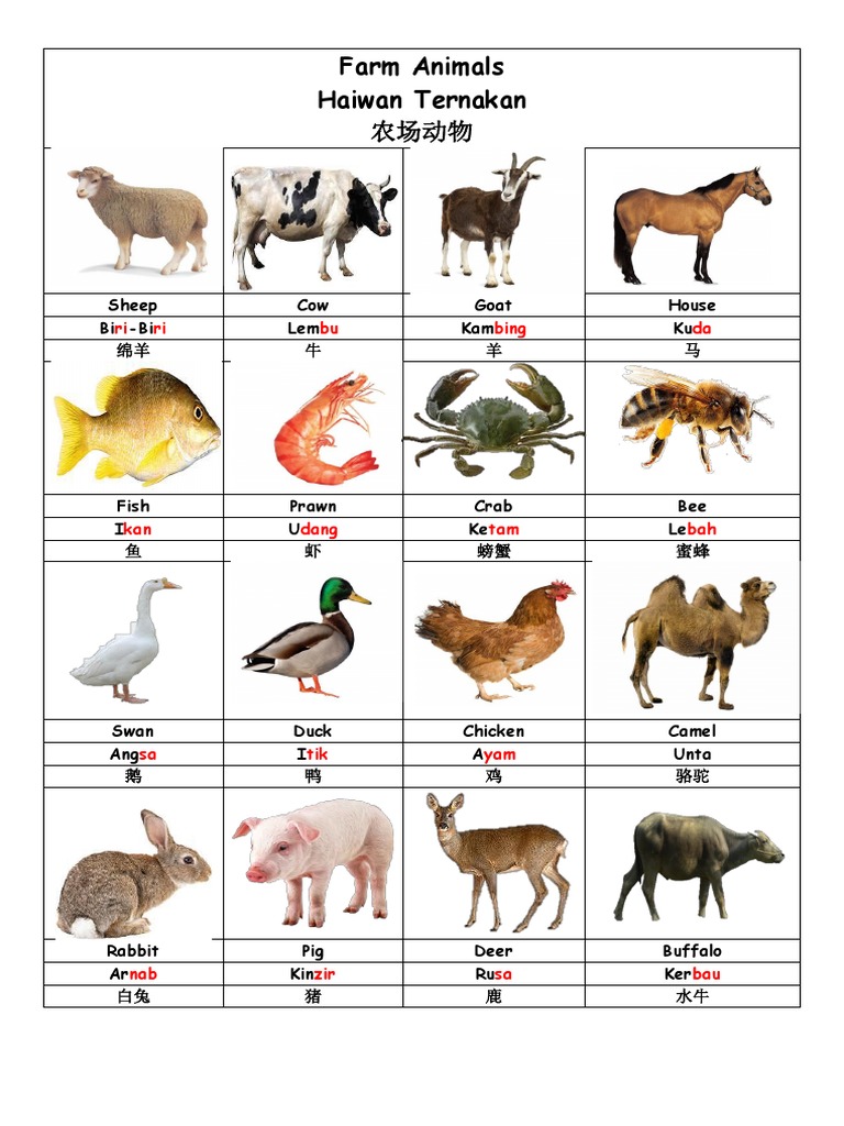 Haiwan Ternakan