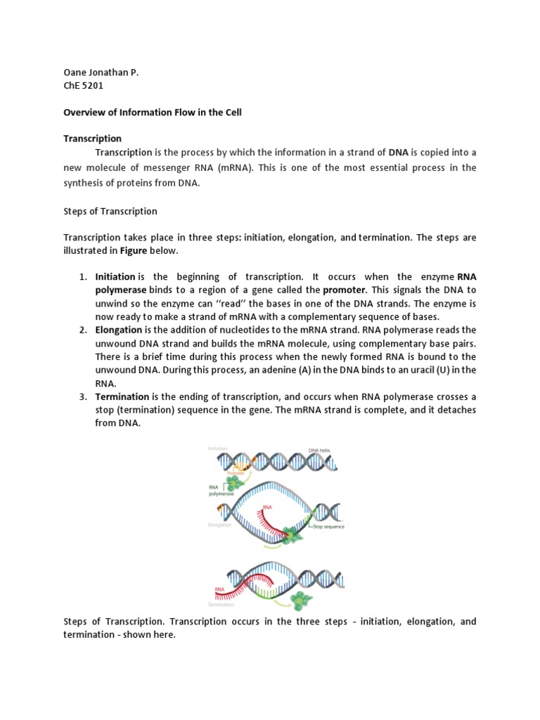 Overview of Information Flow in The Cell Transcription | PDF ...