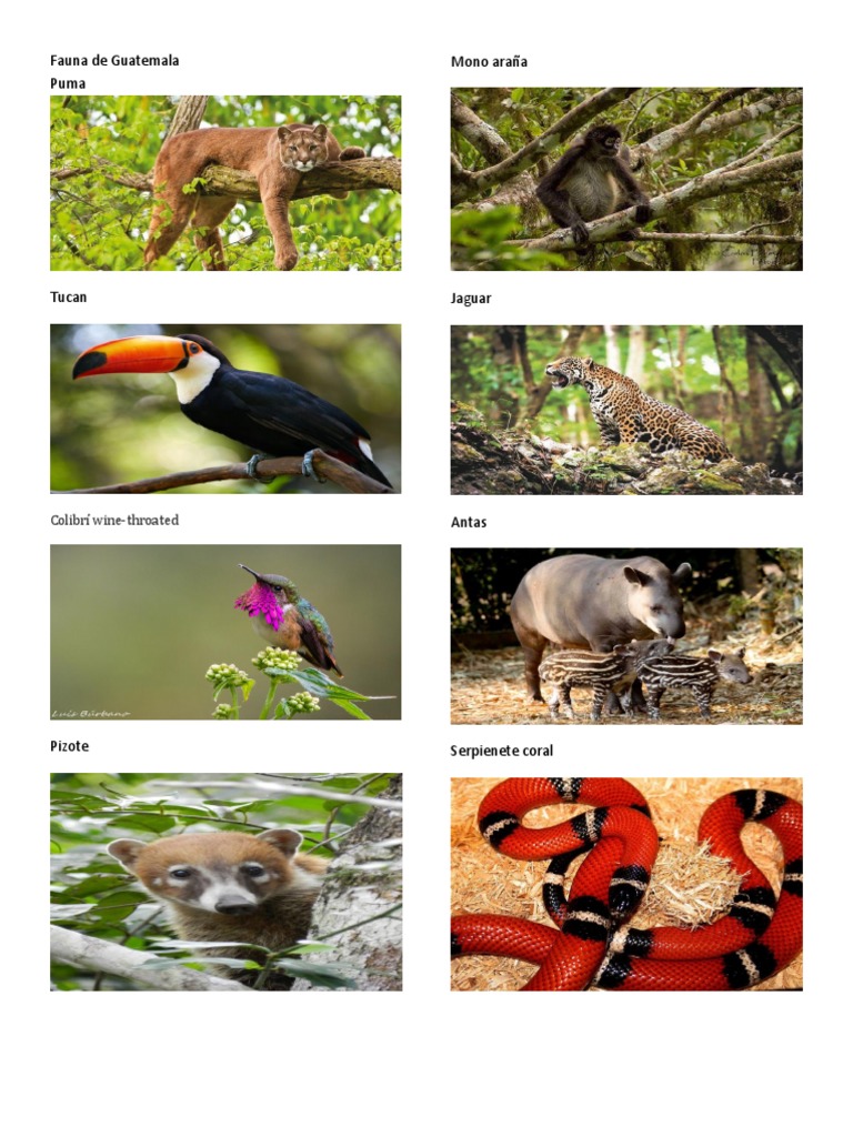 Flora y Fauna de Guatemala