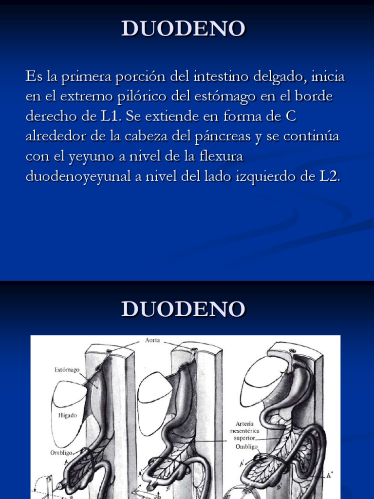 DUODENO
