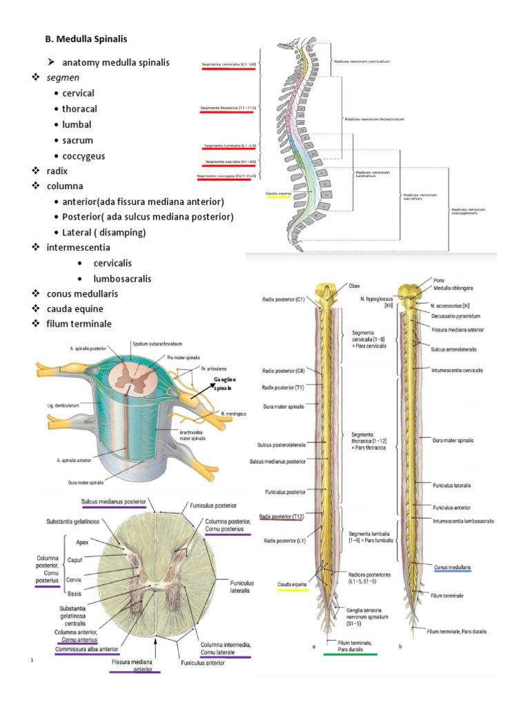09.medulla Spinalis | PDF