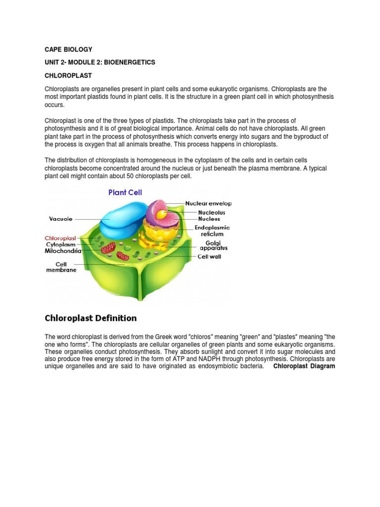 Chloroplast Notes | PDF | Chloroplast | Photosynthesis