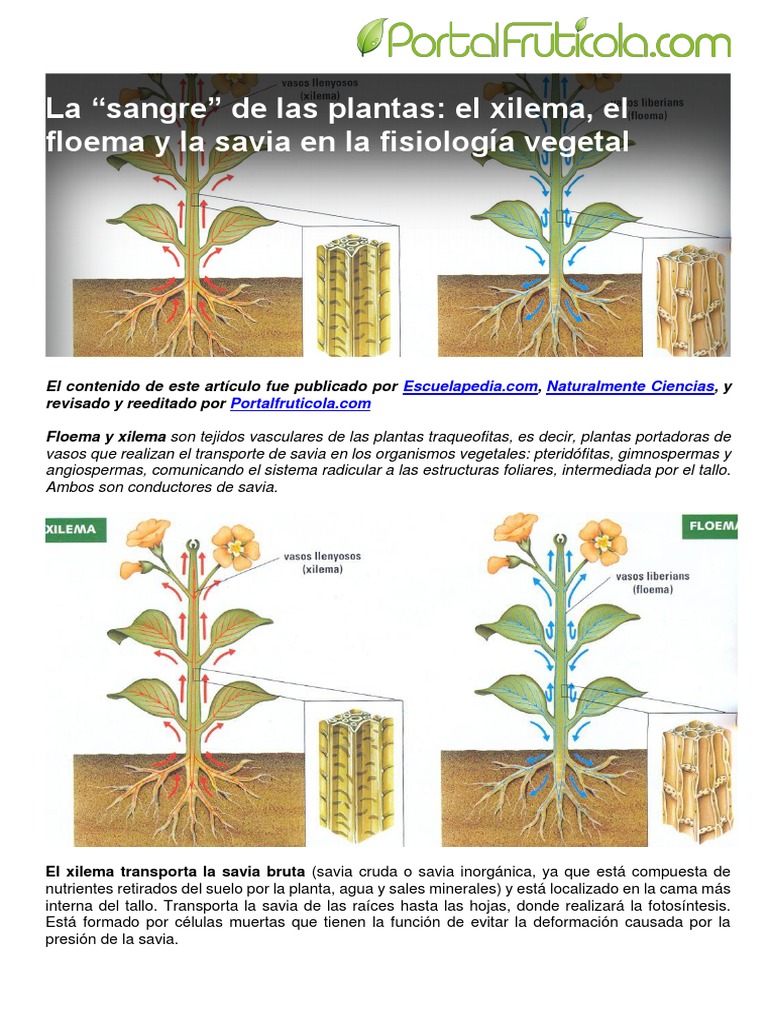 El Xilema, El Floema y La Savia | PDF | Raíz | Plantas