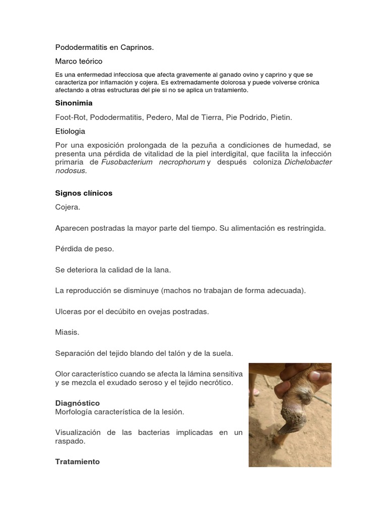 Pododermatitis en Ovinos y Caprinos | PDF | Oveja | Especialidades Medicas