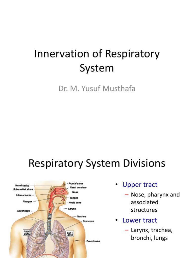 Respiratory System Innervation Overview | PDF | Respiratory System ...