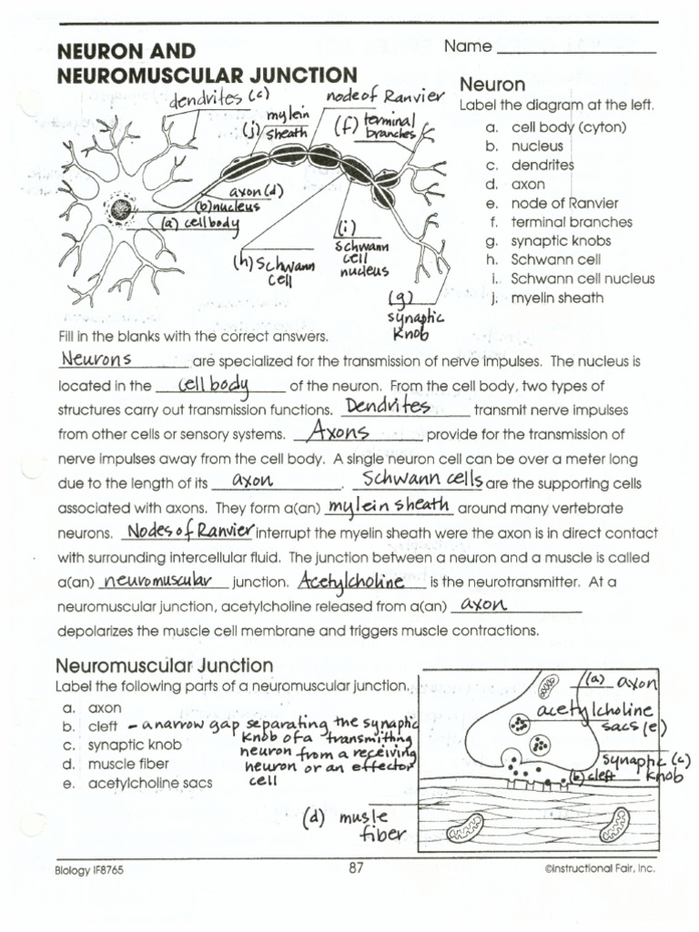 Neuron and Neuromuscular Junction Handout Ans | PDF