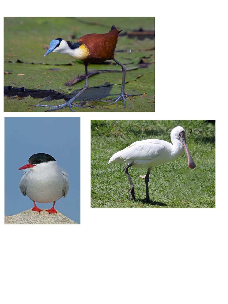 Dichotomous Key Pics and Answers | PDF | Dinosaurs | Paravians