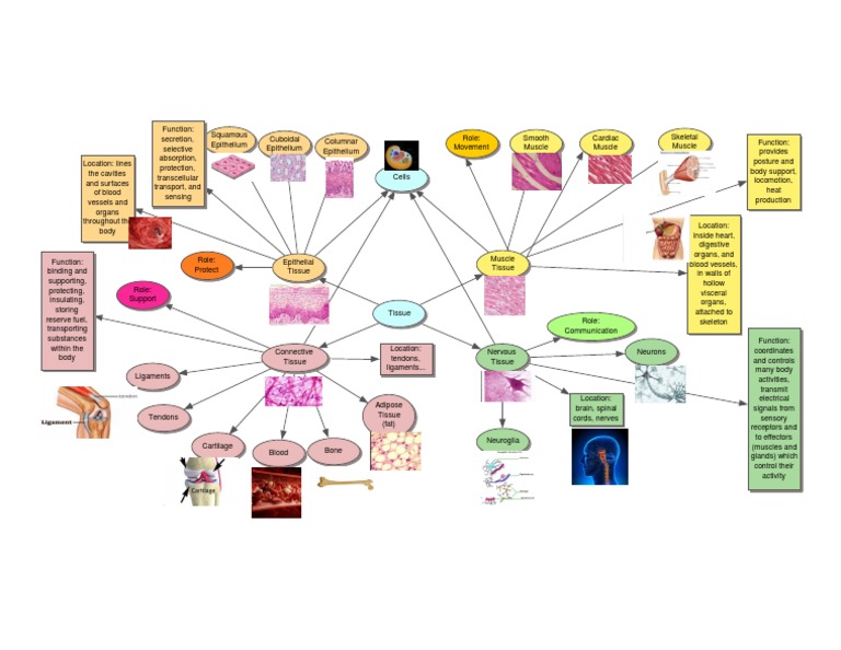 Connective Tissue Concept Map