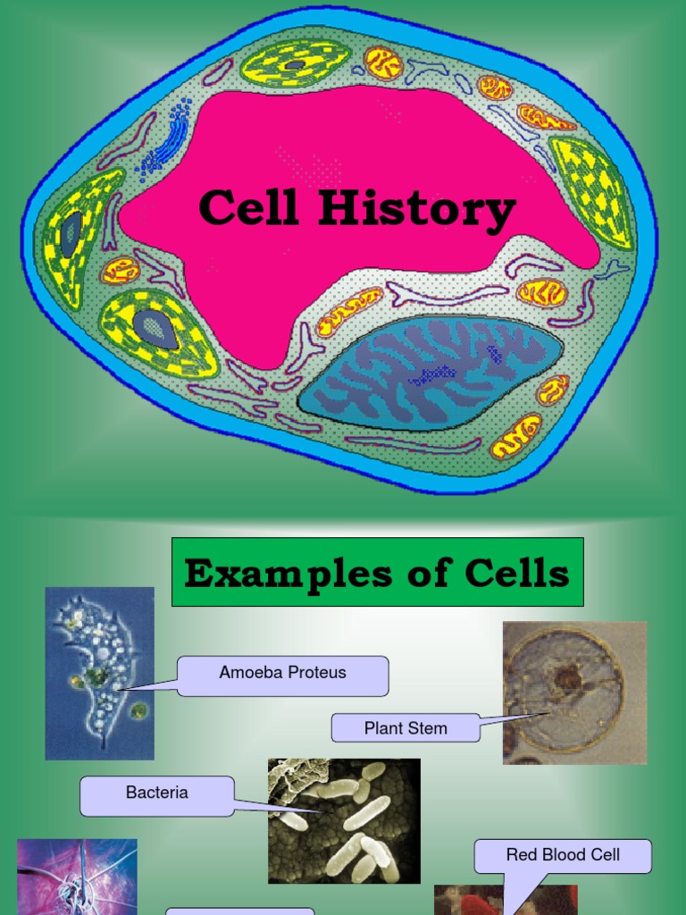 Cell Theory, Parts and Functions | PDF | Cell Nucleus | Cell (Biology)