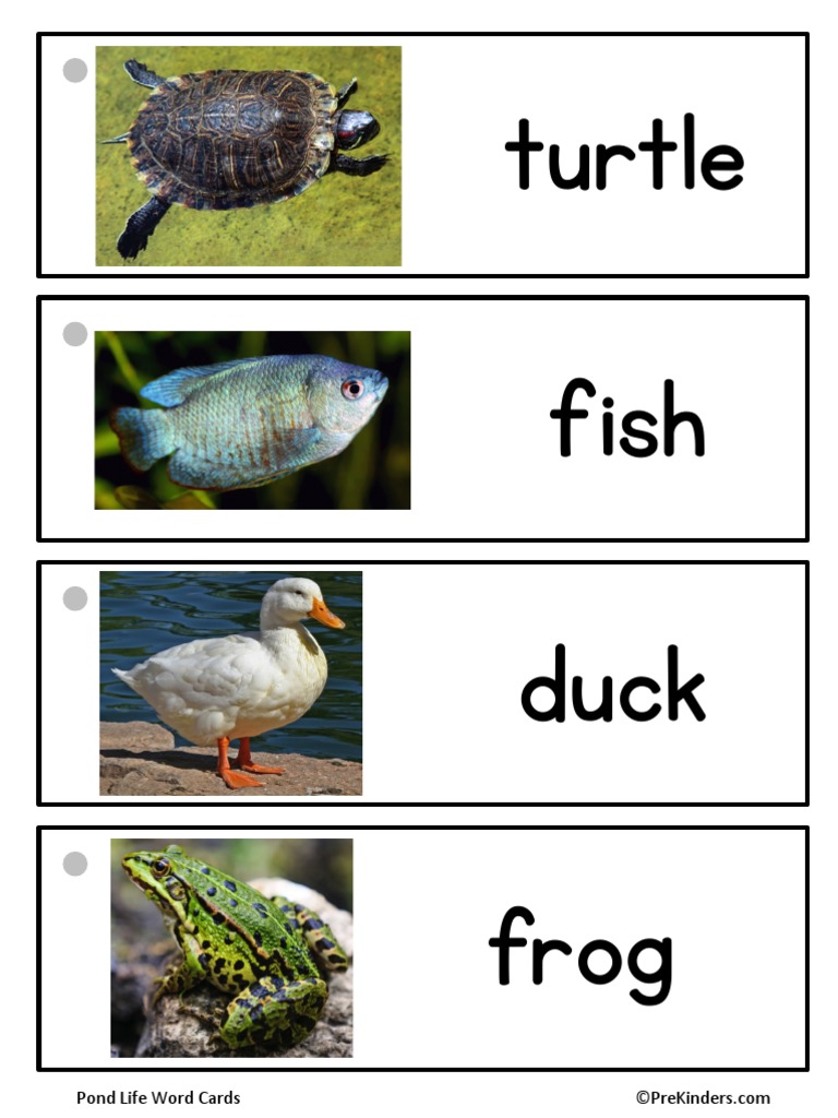 Pond Word Cards | PDF