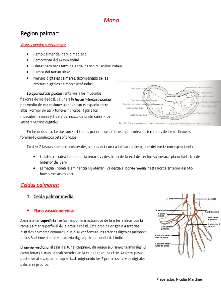 Mano PDF | PDF | Mano | Anatomía humana