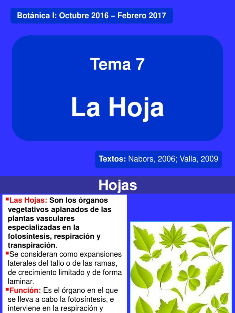 Botánica I: La hoja simple y compuesta | PDF | Hoja | Estoma