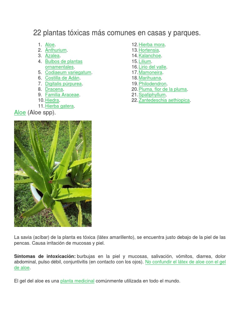 22 Plantas Tóxicas Más Comunes en Casas y Parques | PDF ...