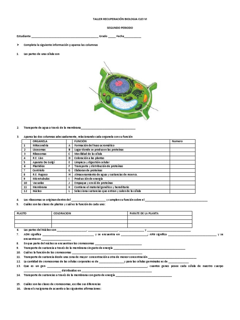 Taller Estructura Celular | PDF | Ribosoma | Biología Celular)
