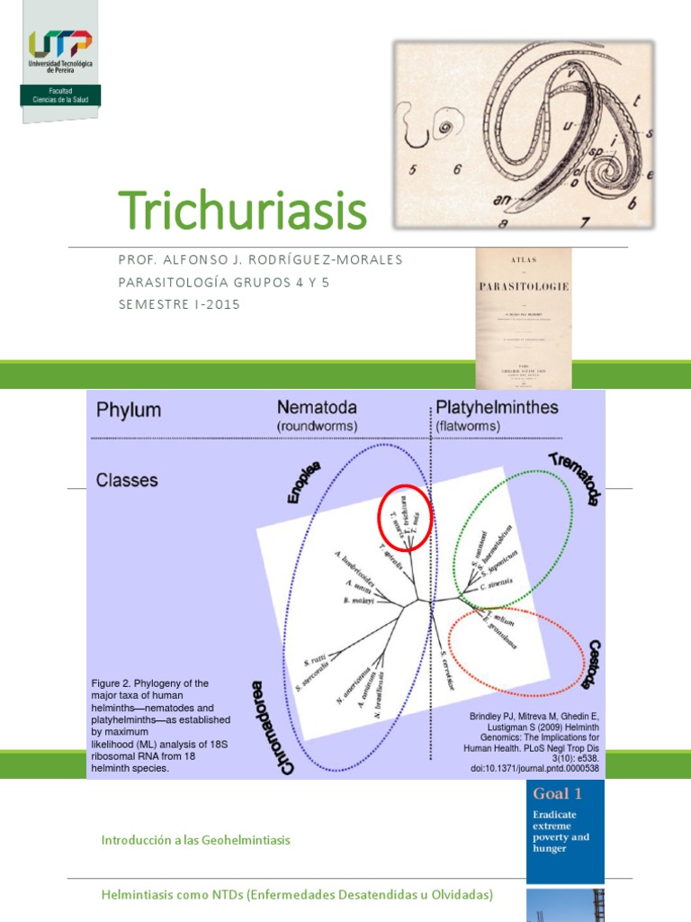 Clase4 Trichuris | PDF | Parasitología | Humanidades Médicas