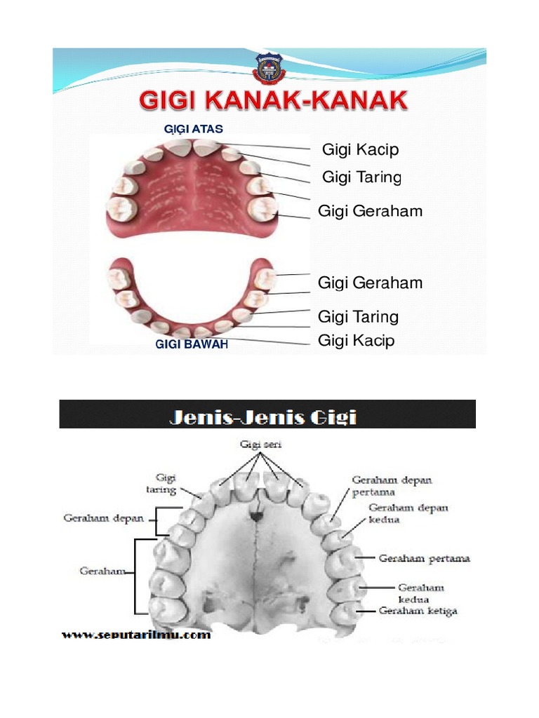 Gambar Susunan Gigi | PDF