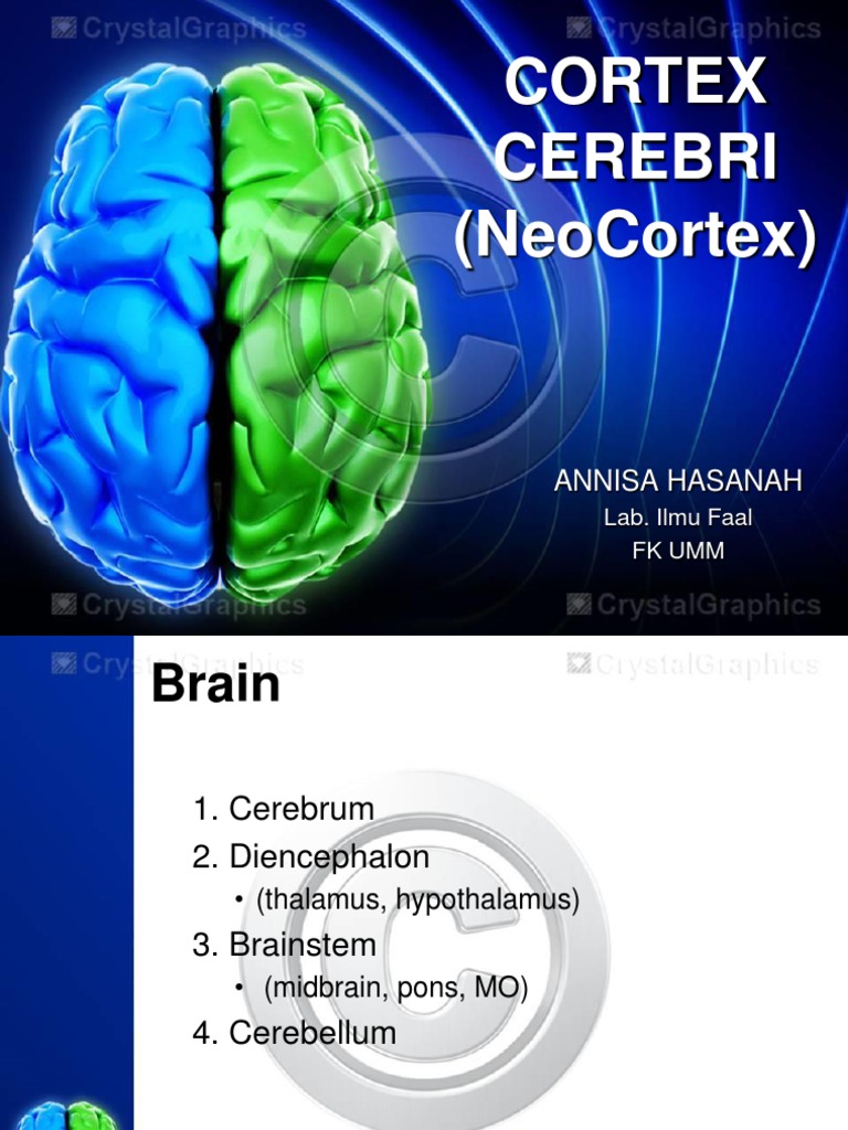 Cortex Cerebri (NeoCortex) | PDF