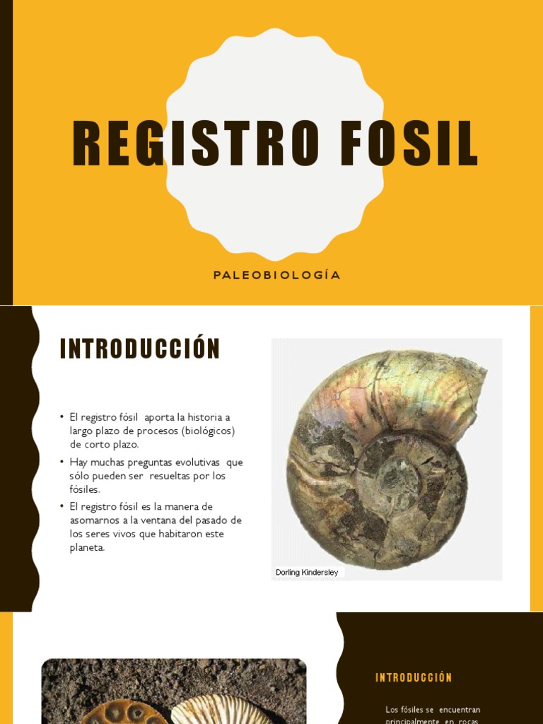 Registro Fosil | PDF | Fósil | Roca (geología)
