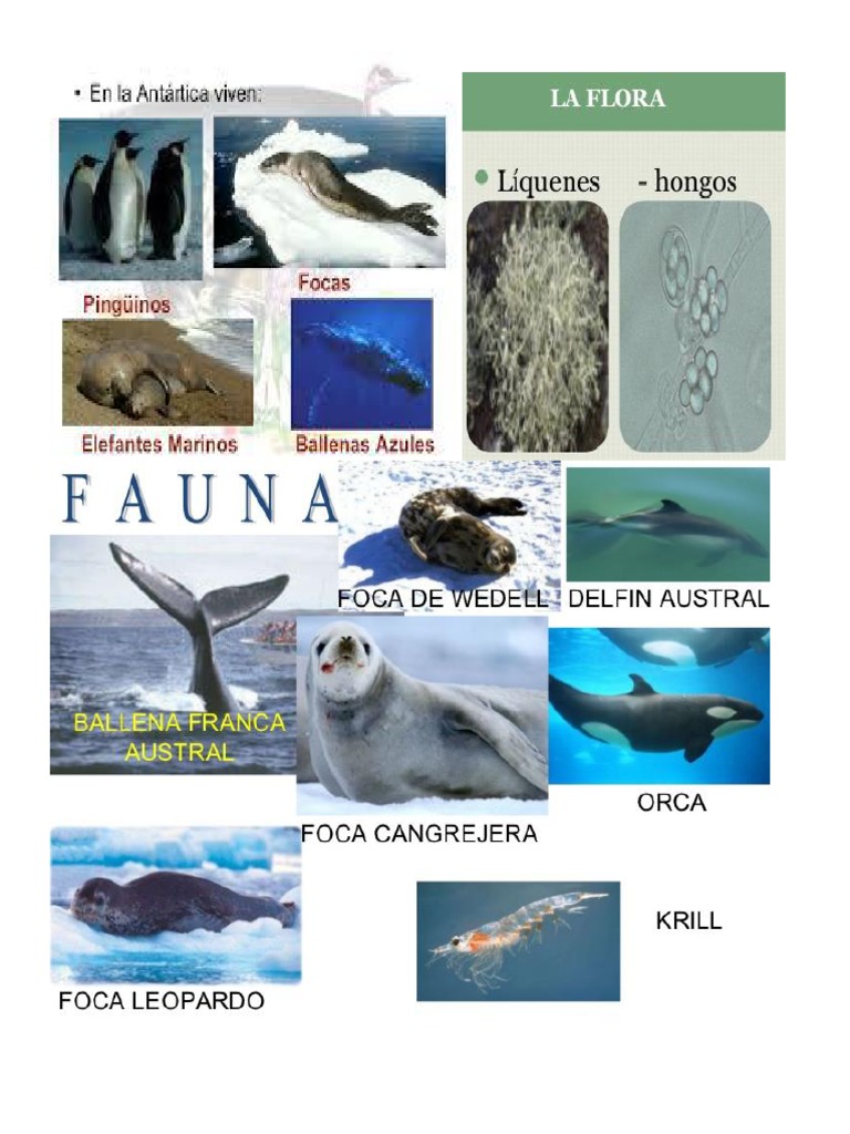 Flora y Fauna Antartida | PDF