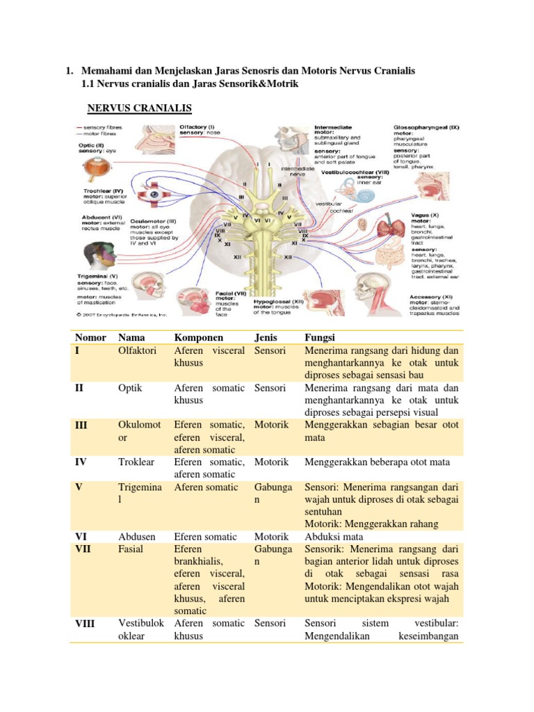 Memahami Dan Menjelaskan Jaras Senosris Dan Motoris Nervus Cranialis 1. ...