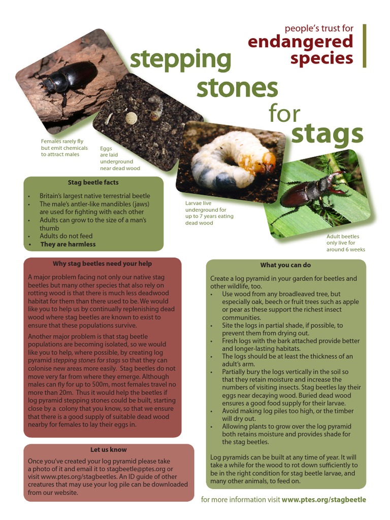 Pyramid Logs | PDF | Beetle | Wood
