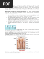 Jenis dan Fungsi Gigi Manusia | PDF