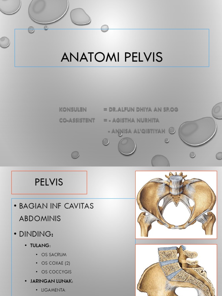 Anatomi dan Tipe Pelvis Manusia | PDF | Kesehatan Holistik