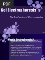 How To Read, Interpret and Analyze Gel Electrophoresis Results | PDF | Gel Electrophoresis ...