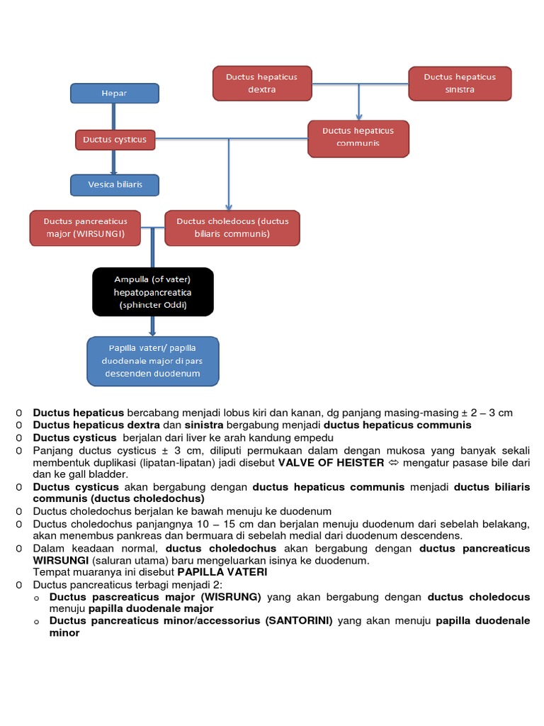 Struktur Ductus Biliaris dan Pankreas | PDF