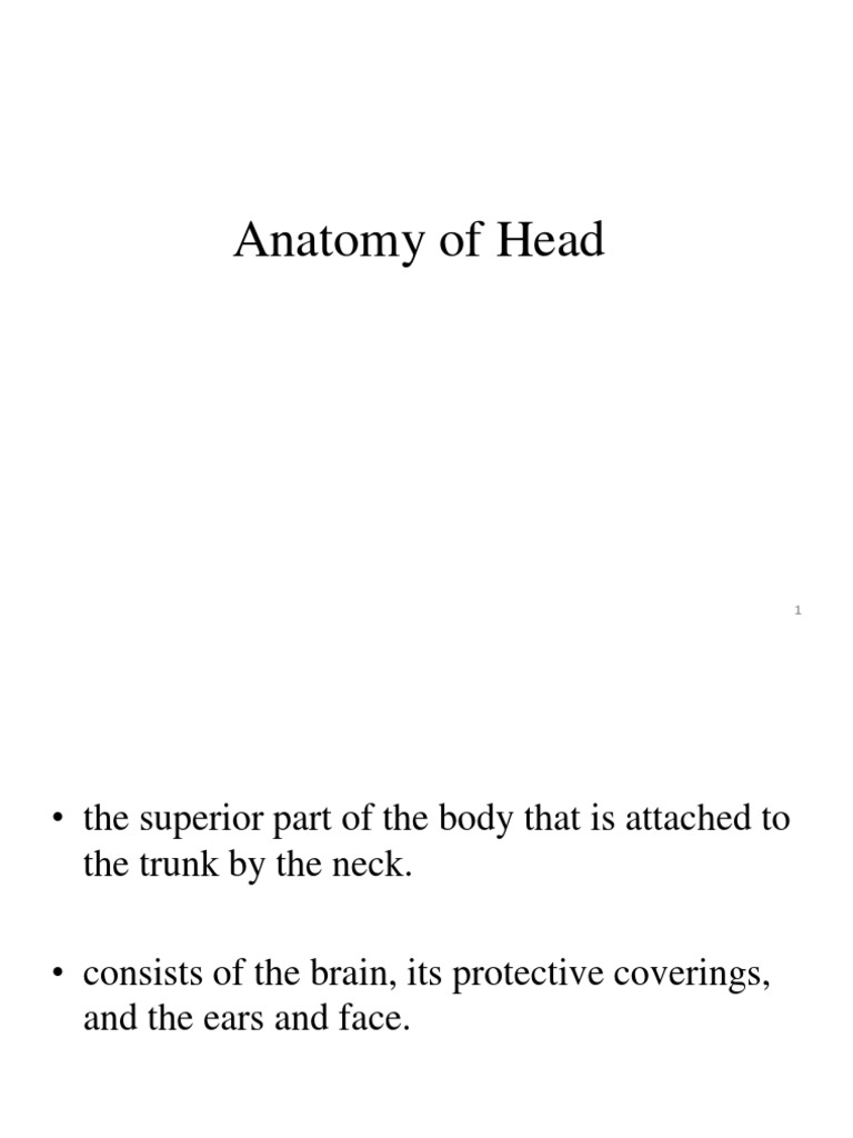 Anatomy of Head - 1 (Another Copy) | PDF | Skull | Anatomy
