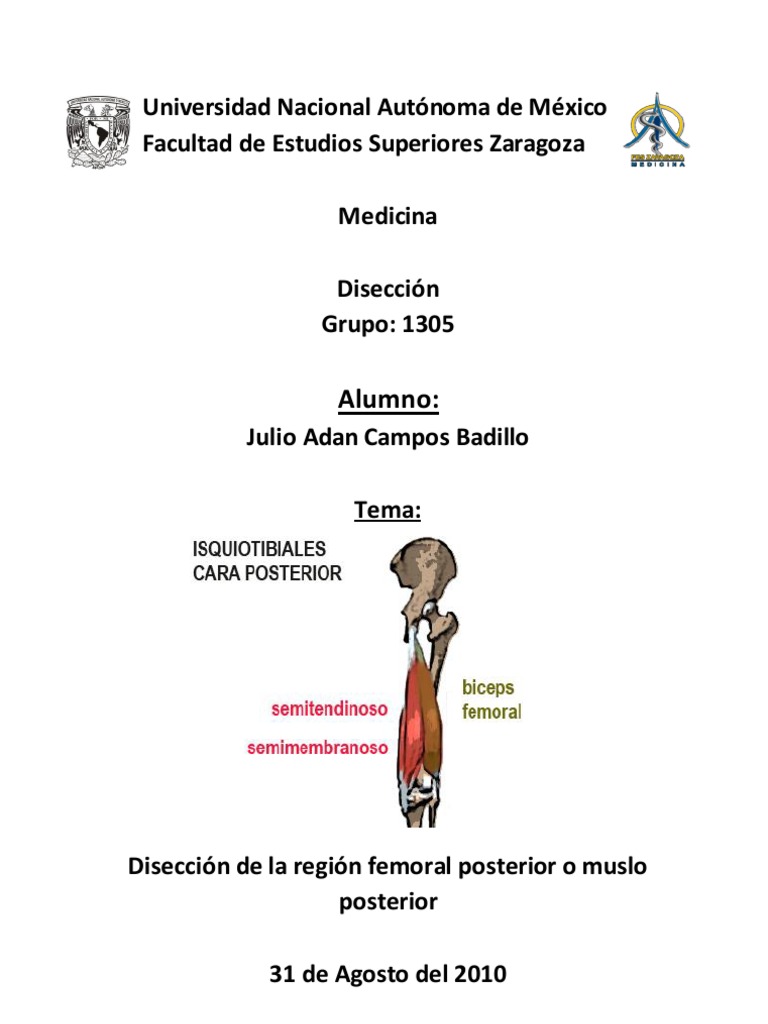 Disección del Muslo Posterior | PDF | Rodilla | Anatomía del miembro ...