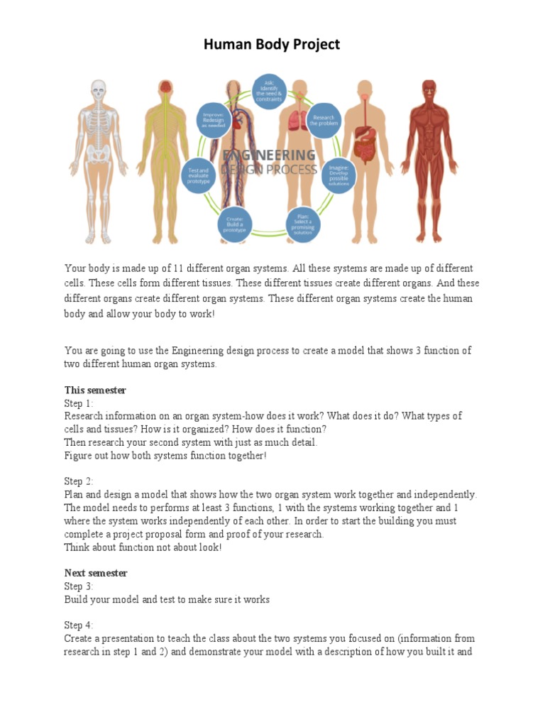 Human Body Model | PDF