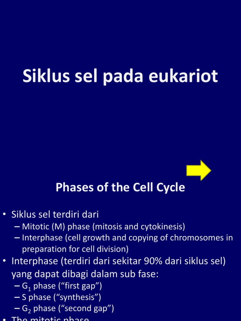 2.siklus Sel Pada Eukariot | PDF | Siklus Sel | Mitosis