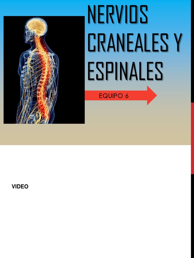 Nervios Craneales y Espinales 2 | PDF | Nervio vago | Anatomía humana