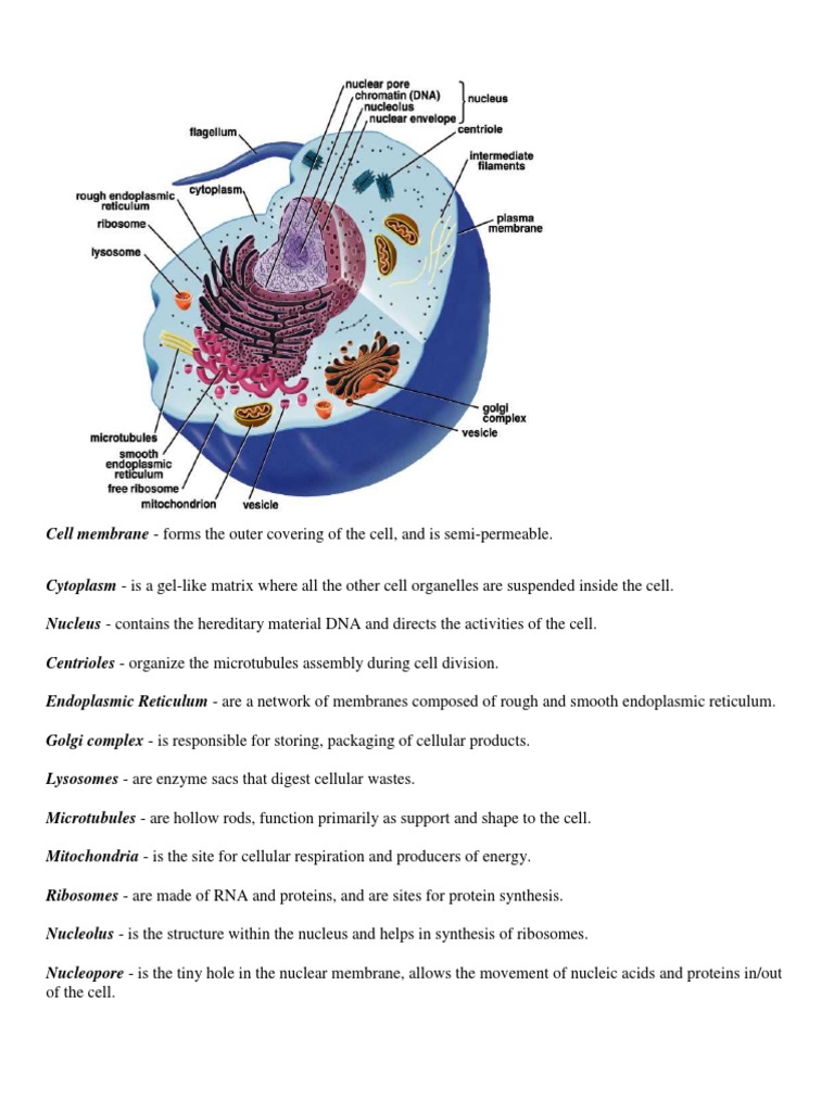 Animal Cell | PDF