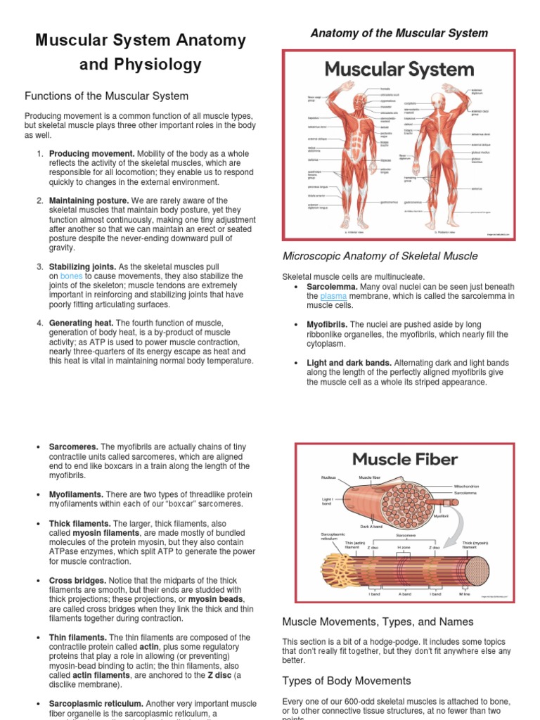 Muscular System Anatomy and Physiology | PDF | Anatomical Terms Of ...