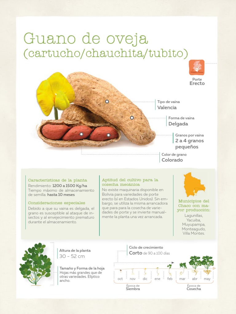 Fichas Manual Maní Bolivia | PDF | Miseria | Hoja