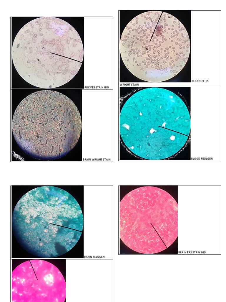 Cell Bio Act 2 | PDF
