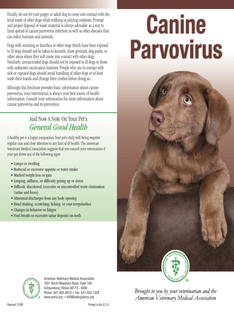 Parvo Brochure | PDF | Infection | Dogs
