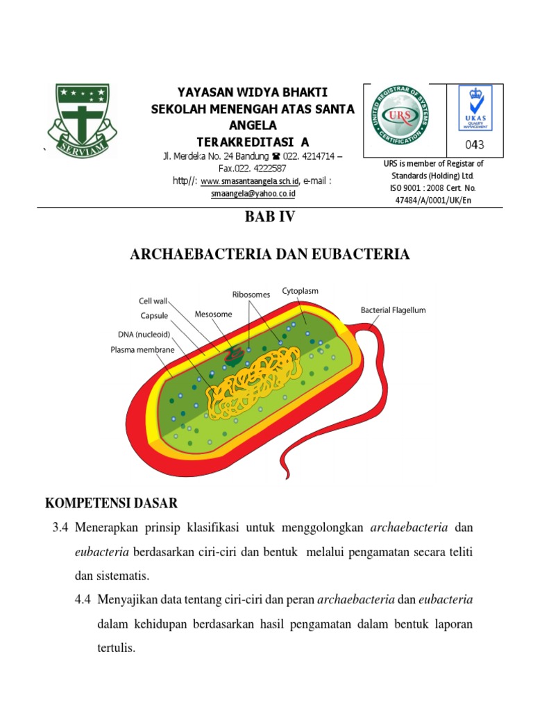 Eubacteria Dan Archaebacteria Pdf