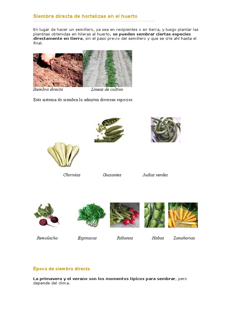 Siembra Directa de Hortalizas en El Huerto | PDF | Siembra | Fertilizante