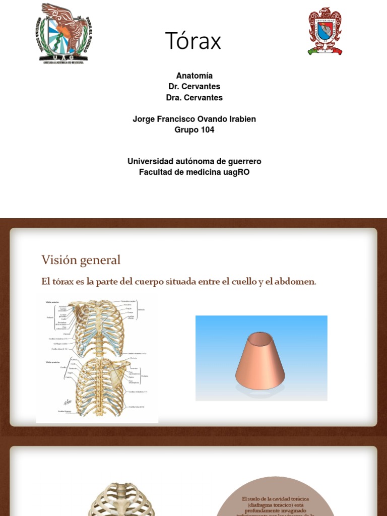 Exposición de Tórax | Tórax | Abdomen