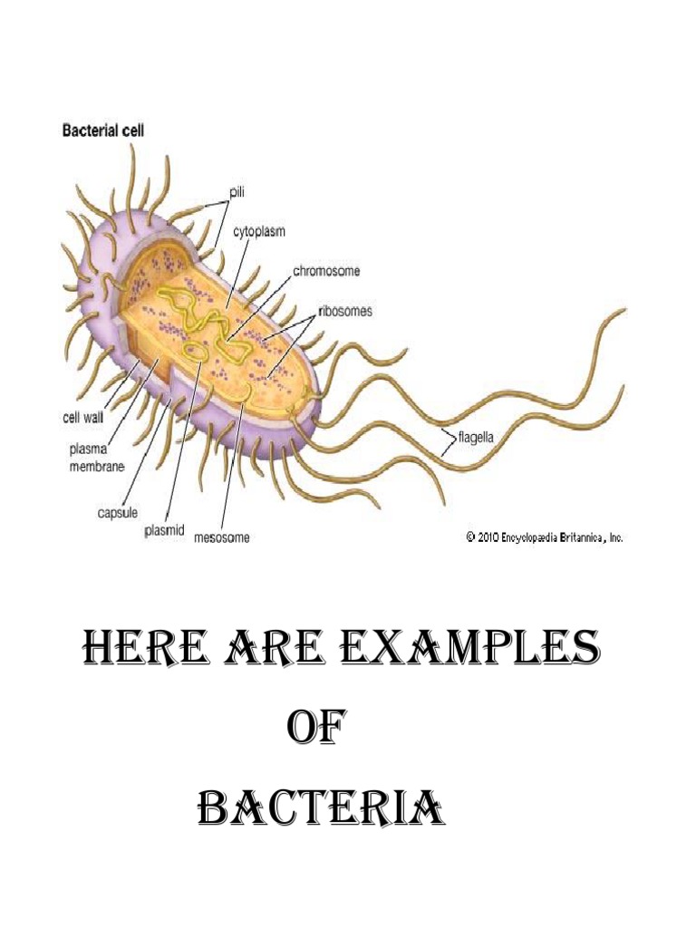 Here Are Examples of Bacteria | PDF