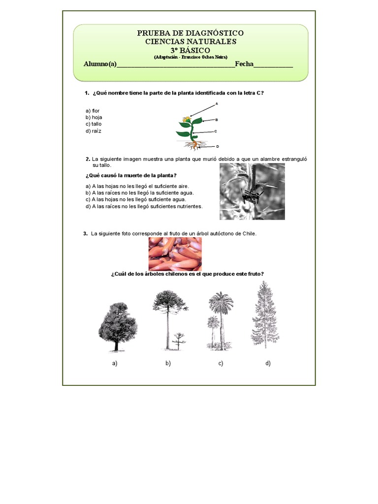 3º Básico Ciencias Naturales Prueba Final | PDF | Sonido | Tierra