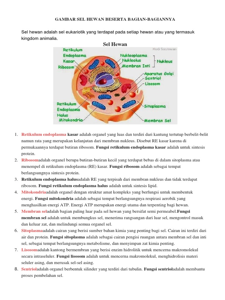 Gambar Sel Hewan Beserta Bagian | PDF