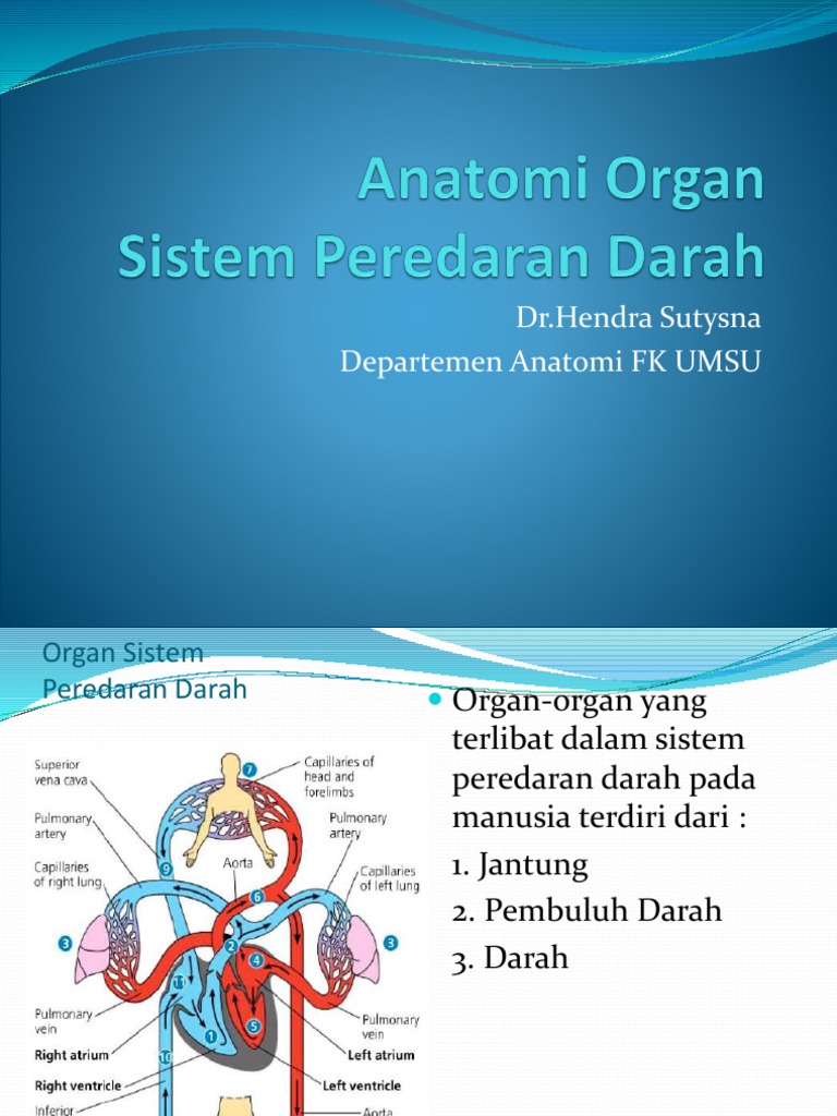 Anatomi Kardiovaskular | PDF