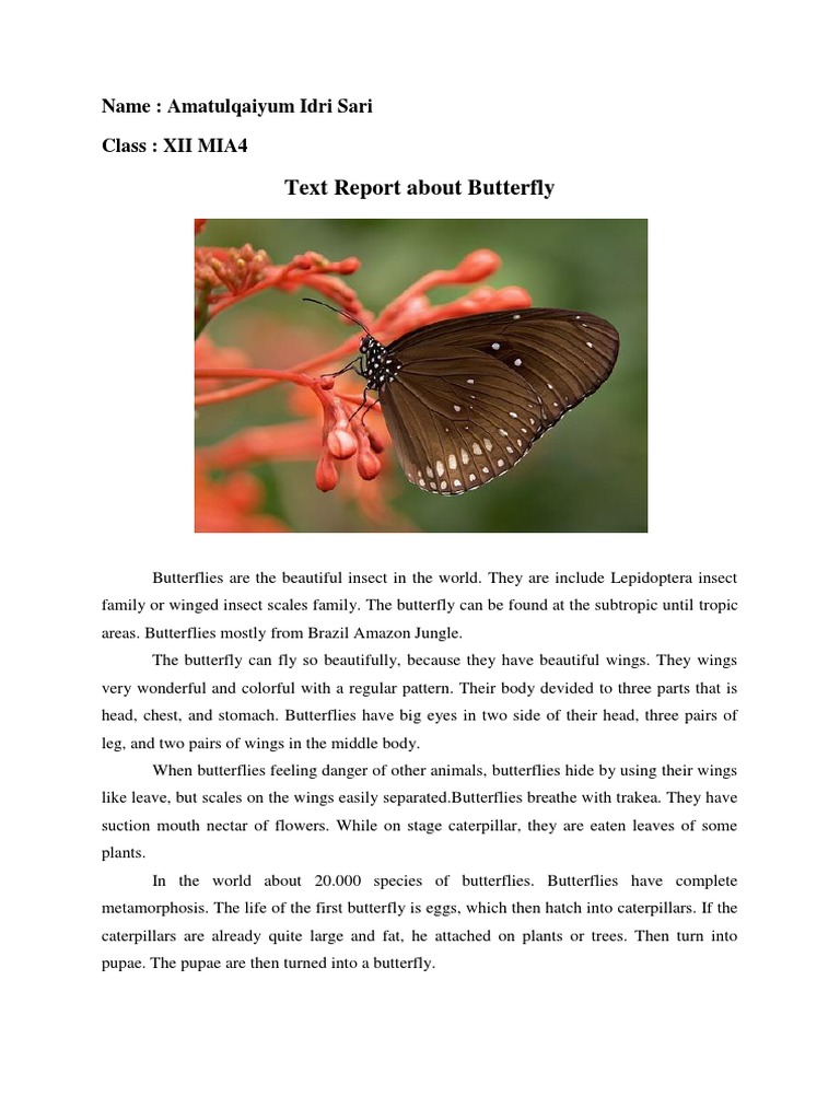 Text Report About Butterfly: Name: Amatulqaiyum Idri Sari Class: XII ...